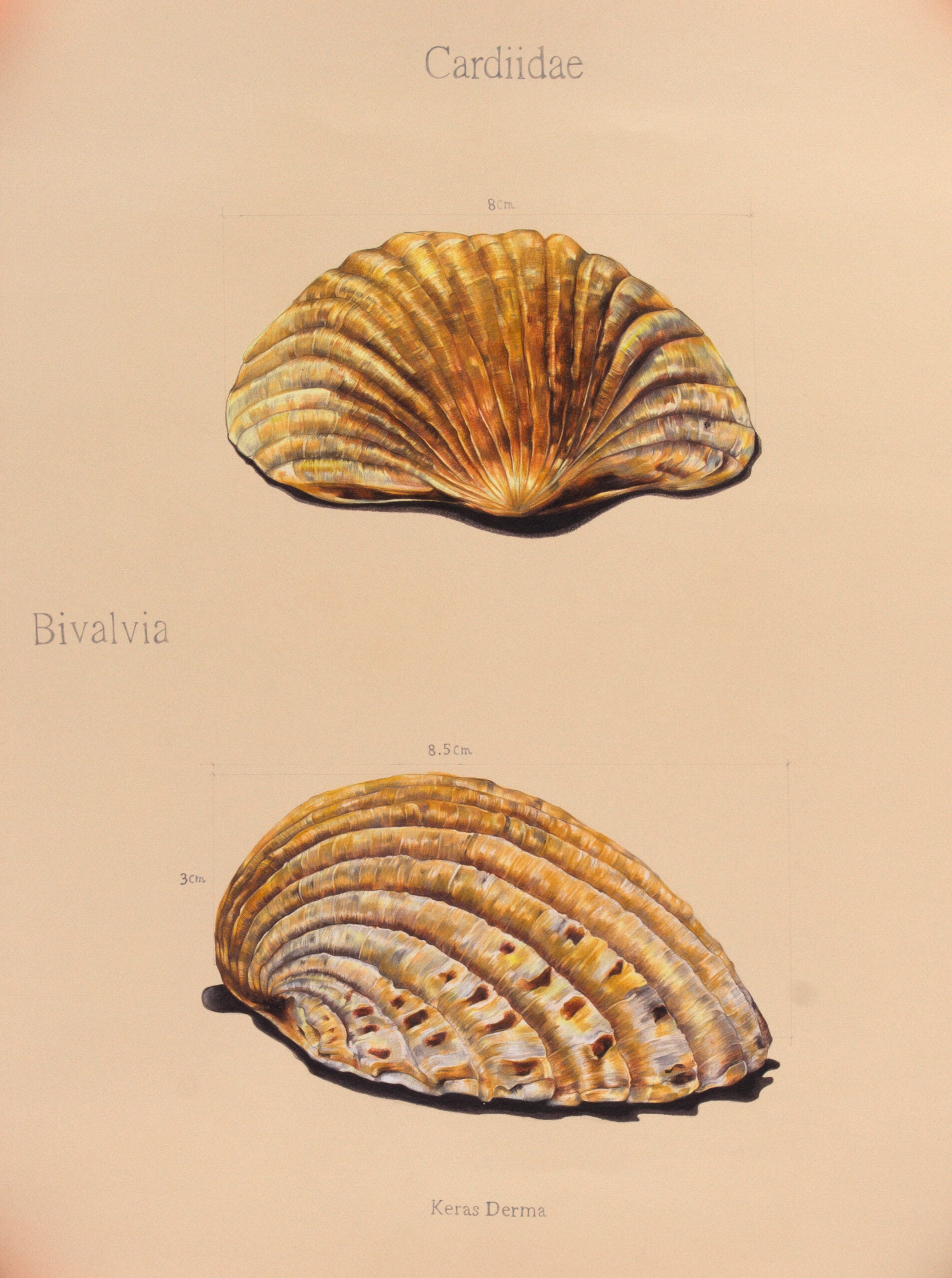 Object study II - Scientific drawings with the shell characteristics ...